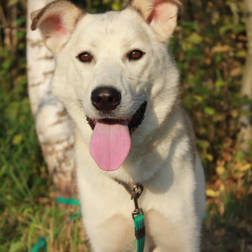 Собака в добрые руки