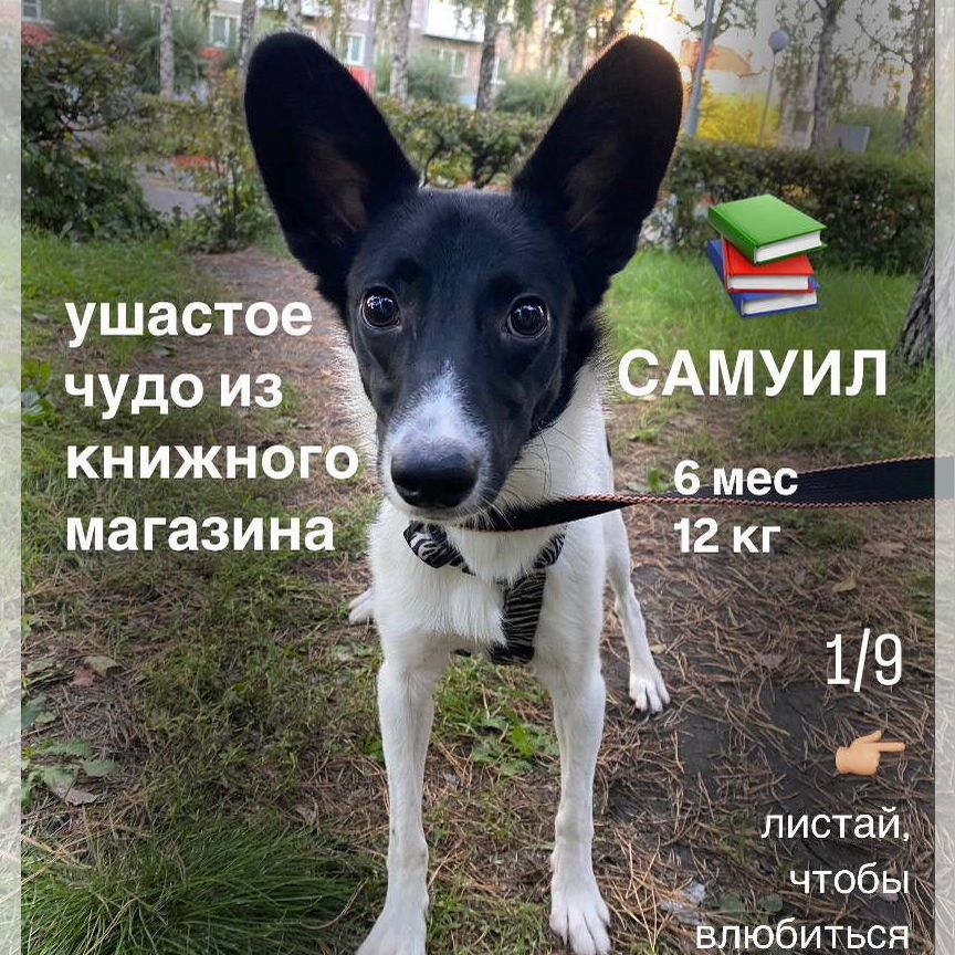 Щенок в добрые руки