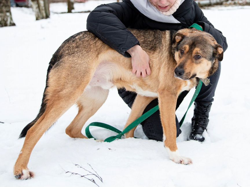Собака из приюта: Локки