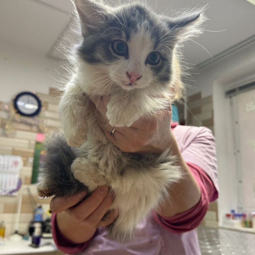 Маленькая Плюша в добрые ручки