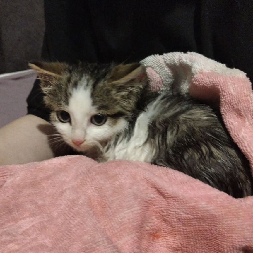 Котёнок в добрые руки