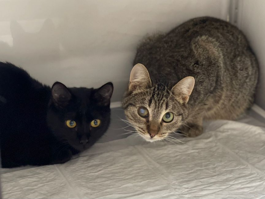 Котейки-неразлучники ищут дом