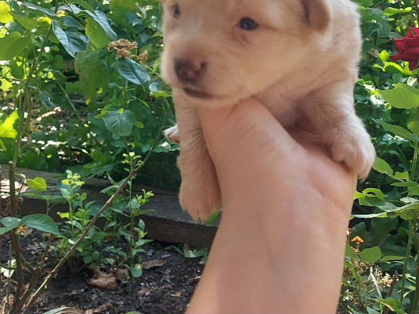 Милейший щеночки