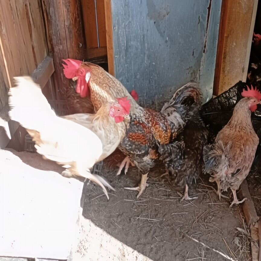 Продам петухов