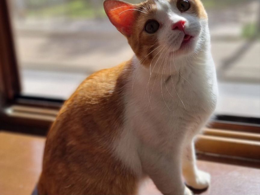 Ласковый рыжий котик Лёня
