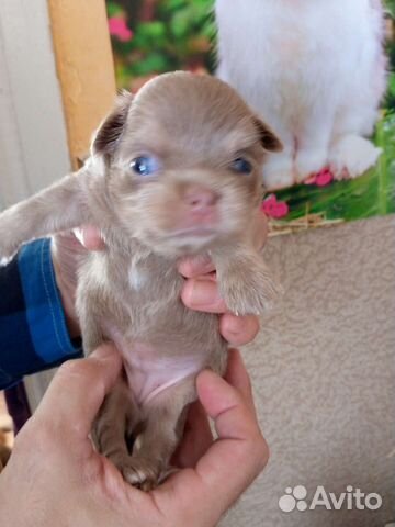 Синеглазое чудо девочка