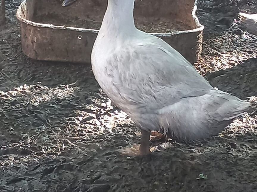 Утки ск 6, черривелли