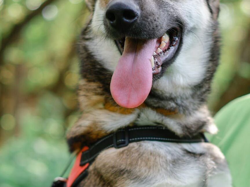 Умка тянется к людям