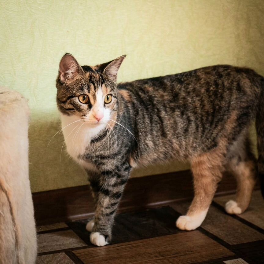 Шустрая, игривая,ласковая, стерелизована