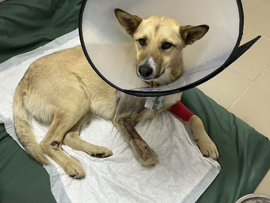 Отдам собаку в добрые руки