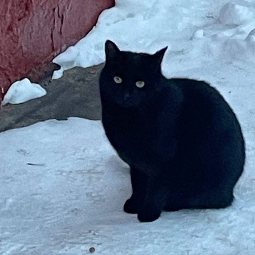 Взрослая, кошка в добрые руки