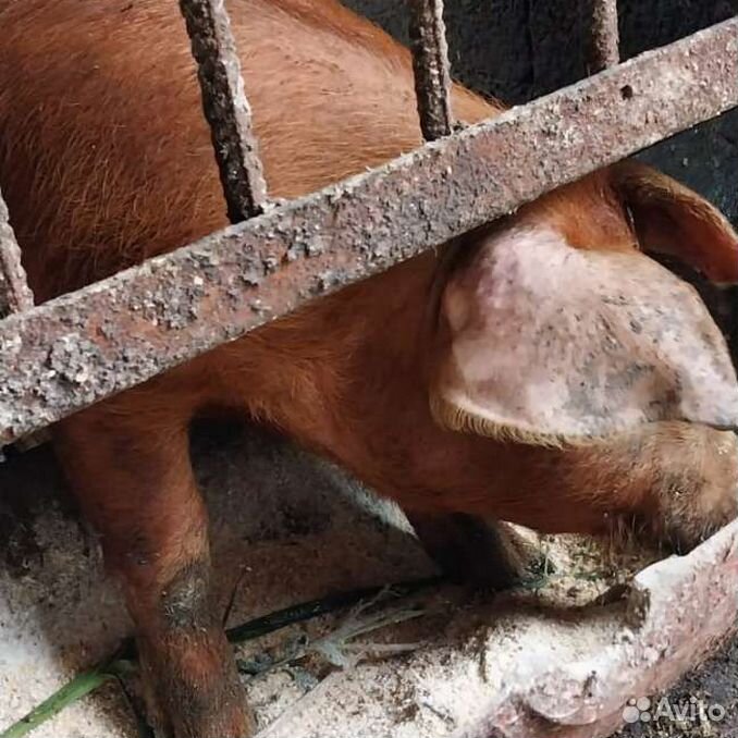 Поросята дюрок