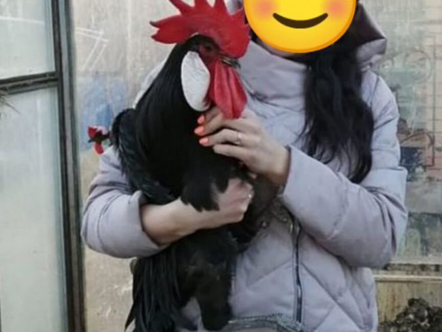 Испанская минорка