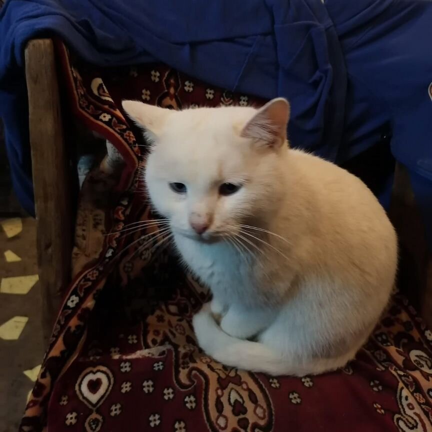 Пристраивается в добрые руки