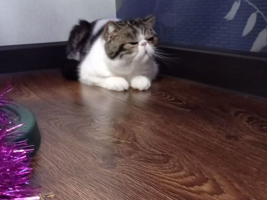 Котята экзоты