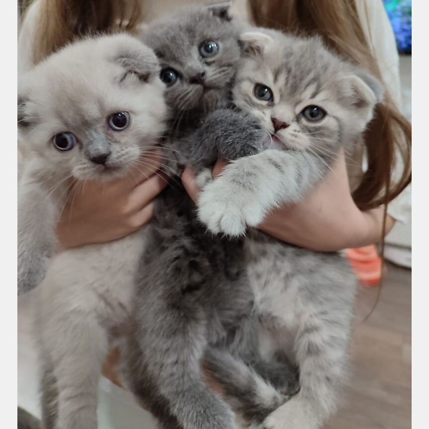 Шотландские вислоухие котята