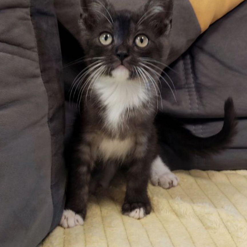 Шотландский прямоухий короткошёрстный котёнок
