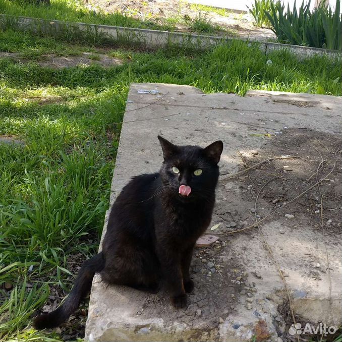 Котик и трудное время