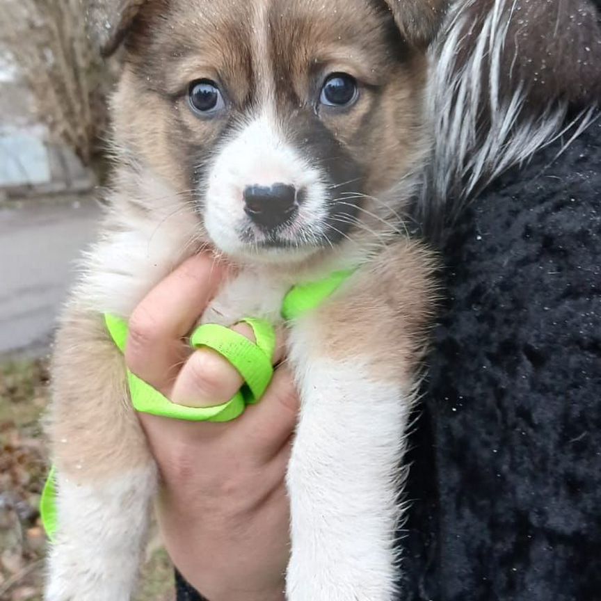 Щенулечка в добрые руки