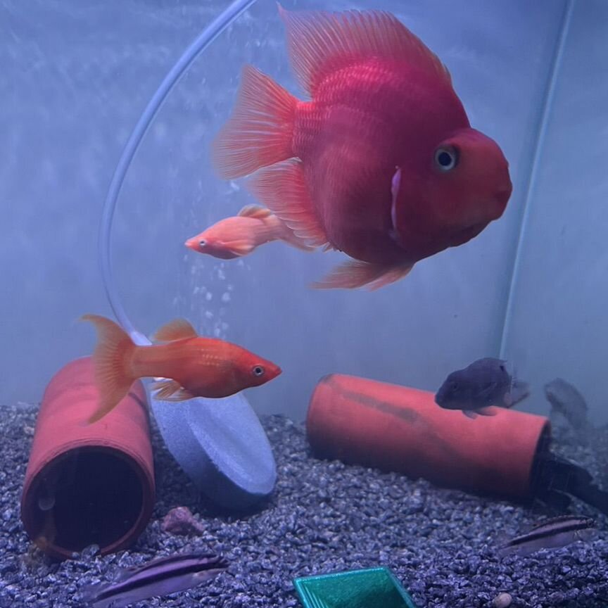 Аквариумные рыбки