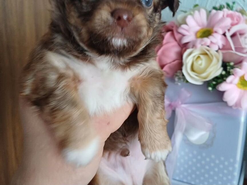 Кукольные малышки прелестные щенки чихуахуа мальчи