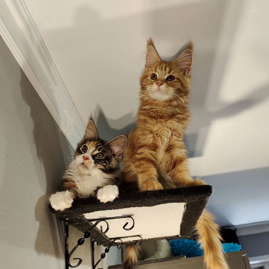 Мейн-кун девочка