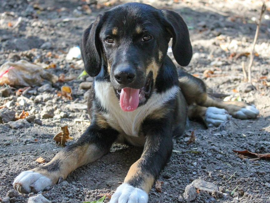 Собака в добрые руки