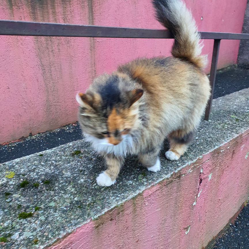 Отдам кошечку в добрые руки