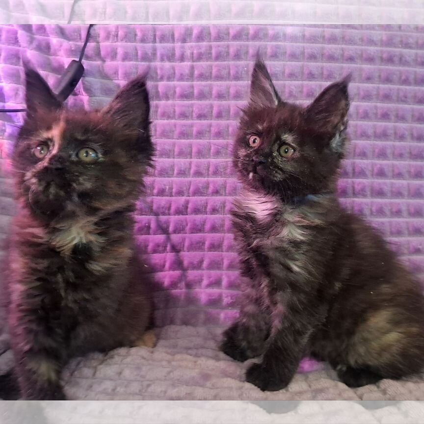 Мейн-кун красавицы