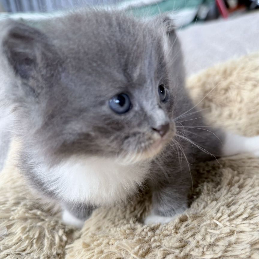 Котёнок в добрые руки