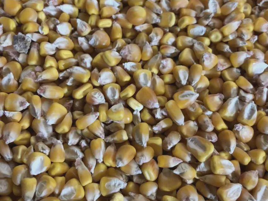Кукуруза в зерне 1500 тонн, 3500 тонн