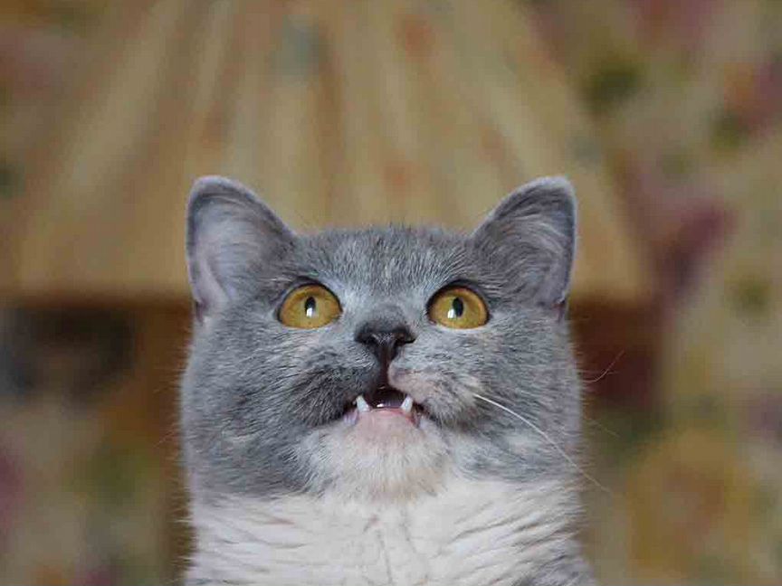 Красавица-кошка Серафима