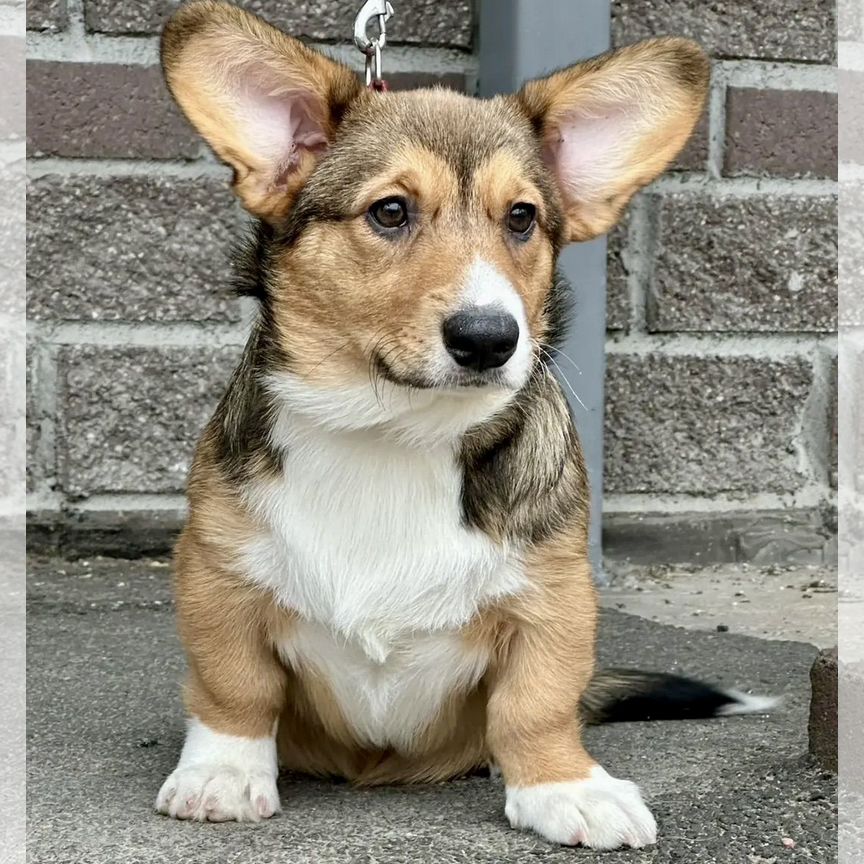 Вельш Корги Кардиган, щенок