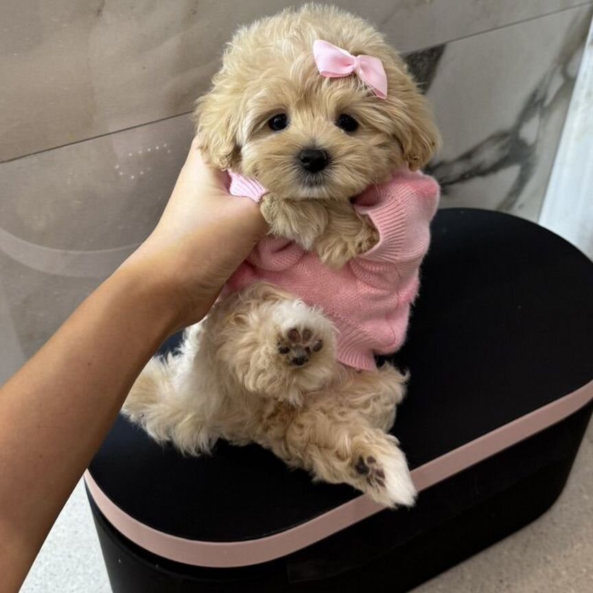 Мальтипу, щенок