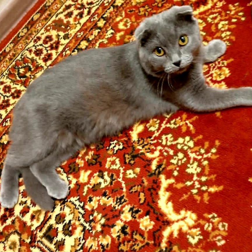 Шотландская вислоухая короткошёрстная кошка, взрослая