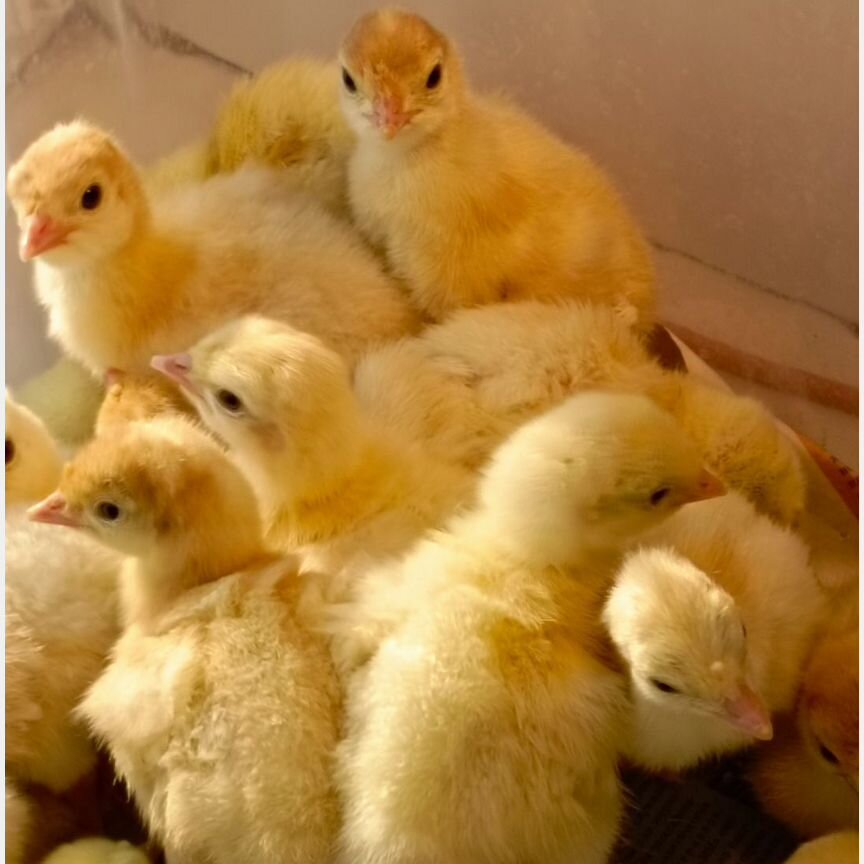 Индюшата суточные белые широкогрудые