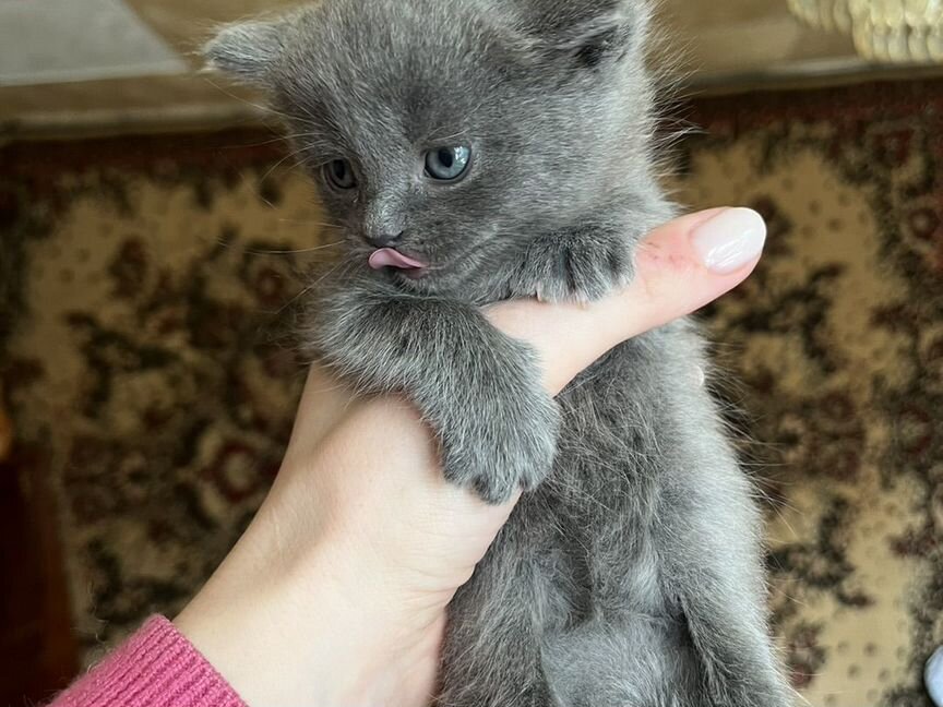 Котенок умиленок