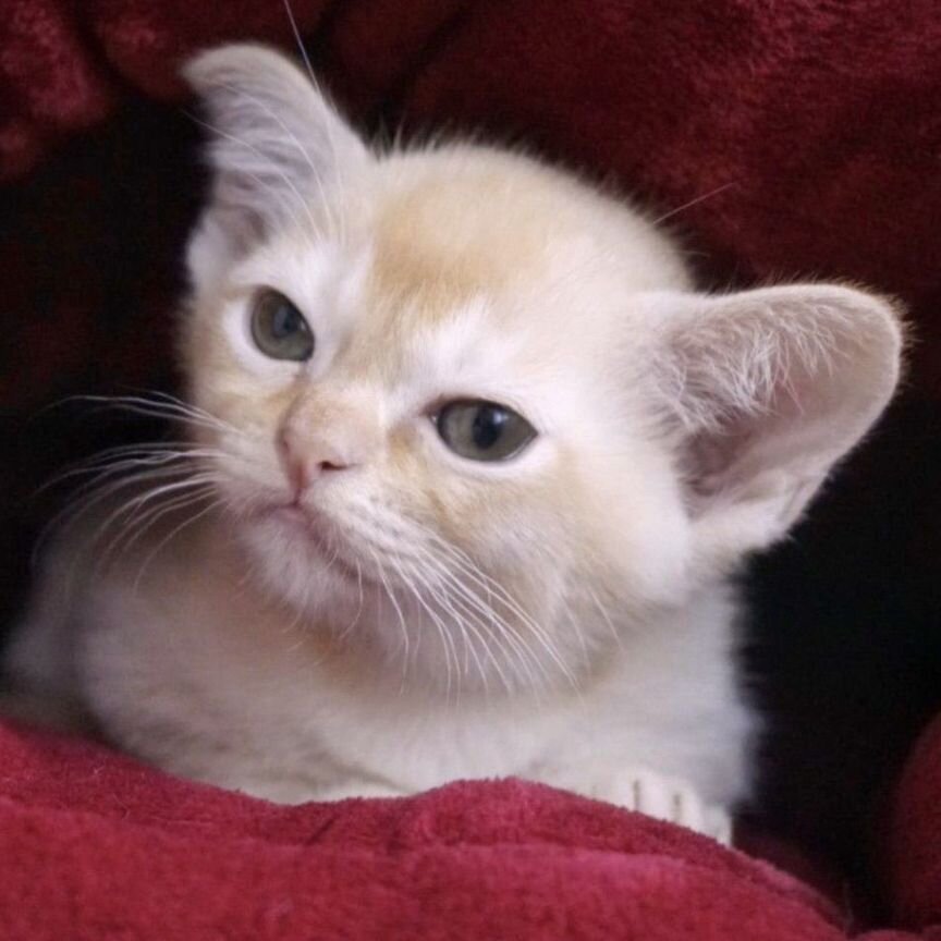 Бурманские котята