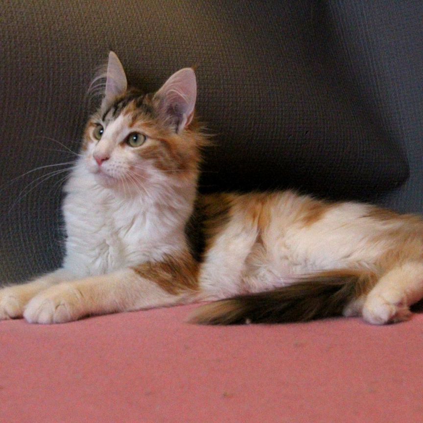 Ласковые и дружелюбные новежские леснве котята