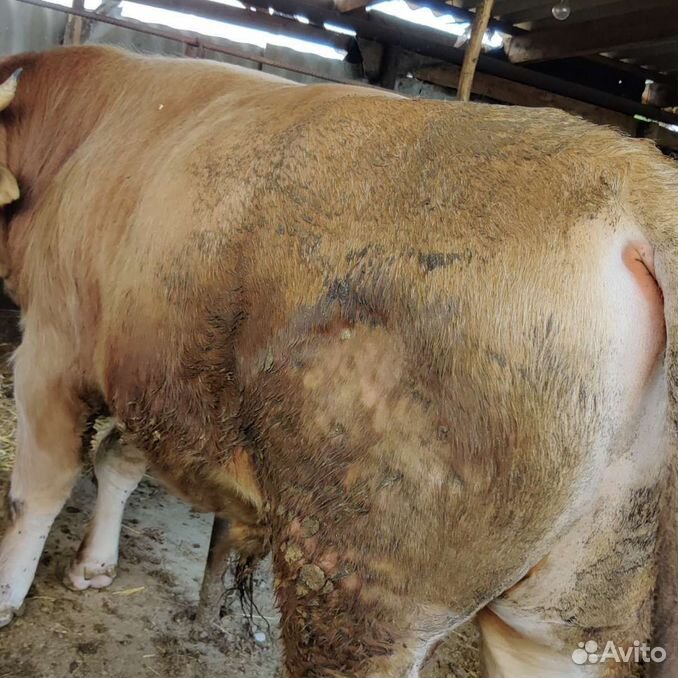 Бычки и быки на мясо