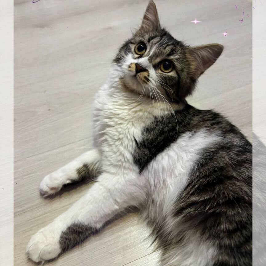 Котёнок в добрые руки