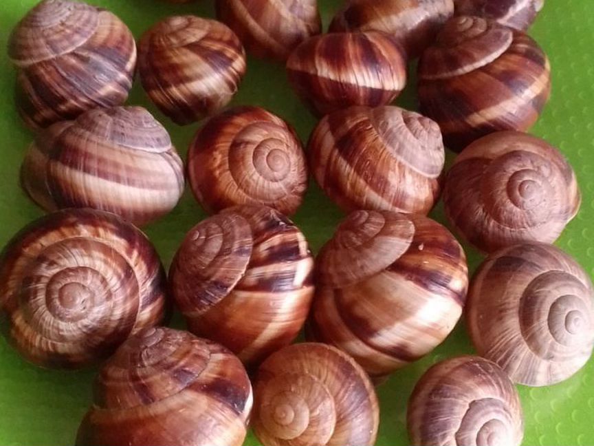 Декор для террариума