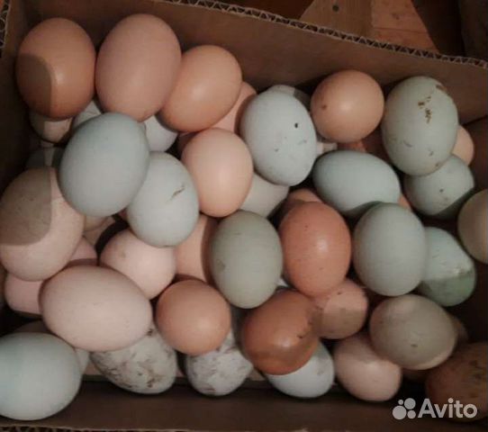 Яйца для инкубации (кур) купить в Липецке | Животные и зоотовары | Авито