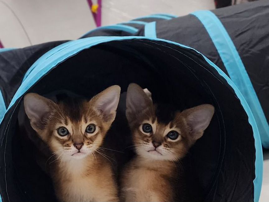 Абиссинские котята