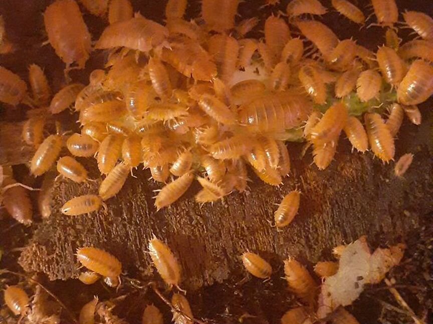Оранжевые мокрички Porcellio laevis "Orange"
