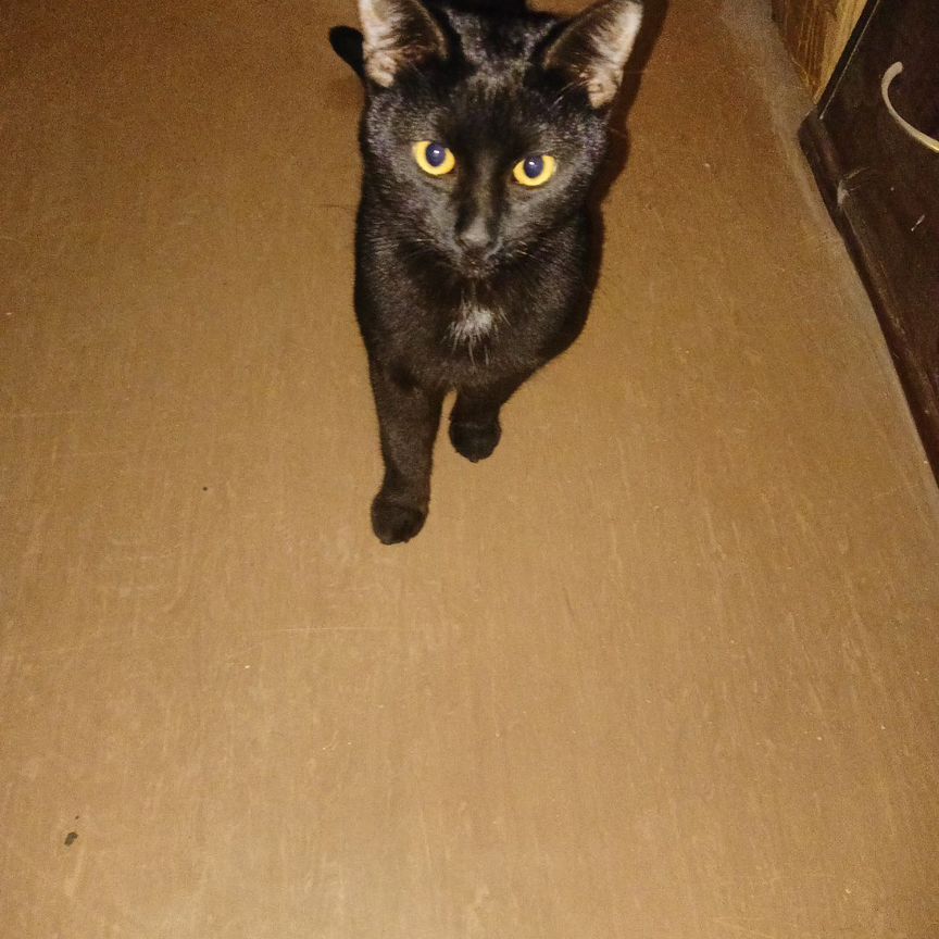Ищем хозяина котику