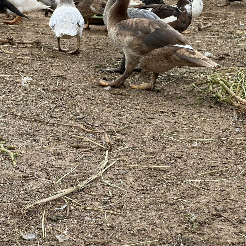 Мускусные утки