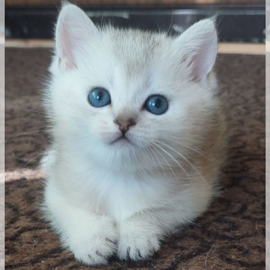 Шотландский прямоухий короткошёрстный котёнок