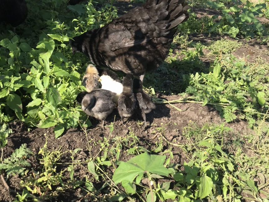 Черная курица