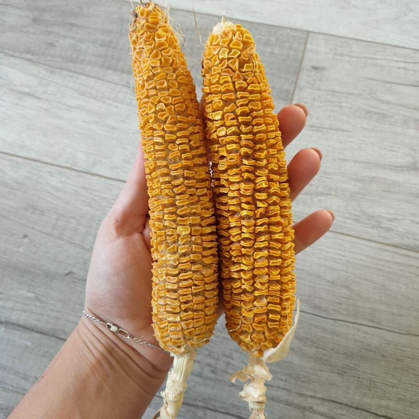 Сушеная кукурузу для творчества на корм